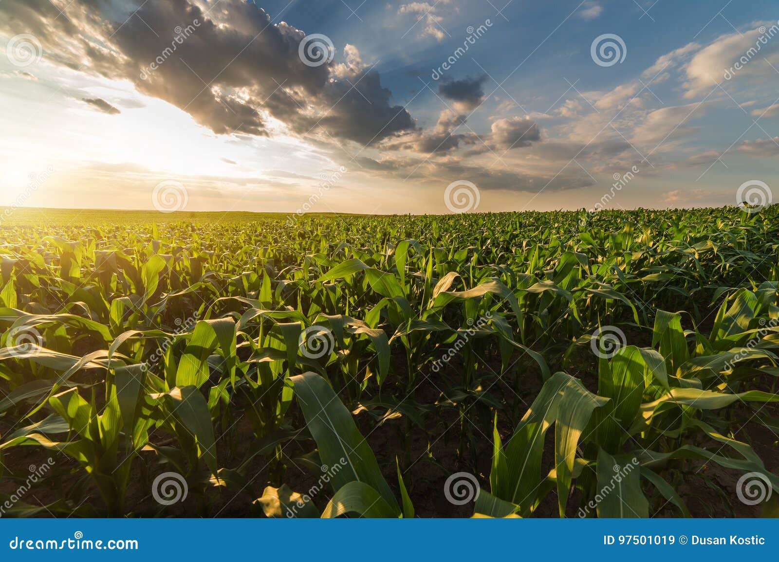 Field with ripe corn stock image. Image of field, outdoors - 97501019