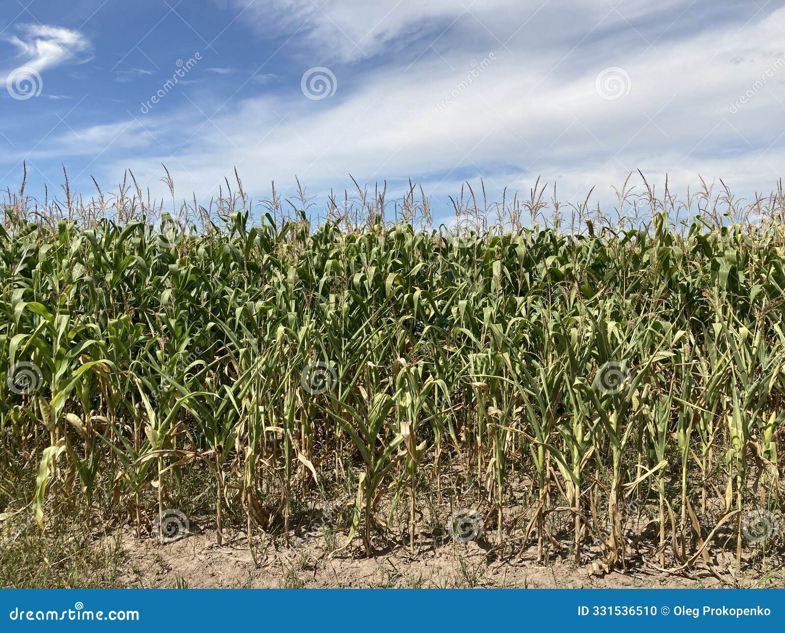 Field of Ripe Corn Bushes on the Field Stock Photo - Image of cereal ...