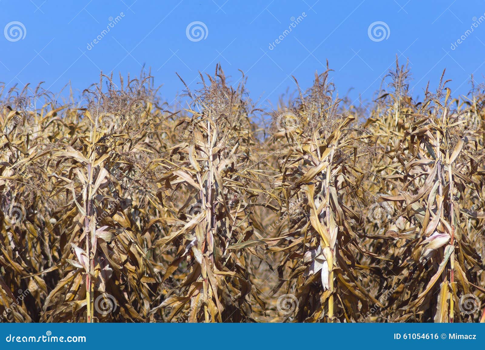 Field of Ripe Corn before Harvest Stock Photo - Image of environment ...