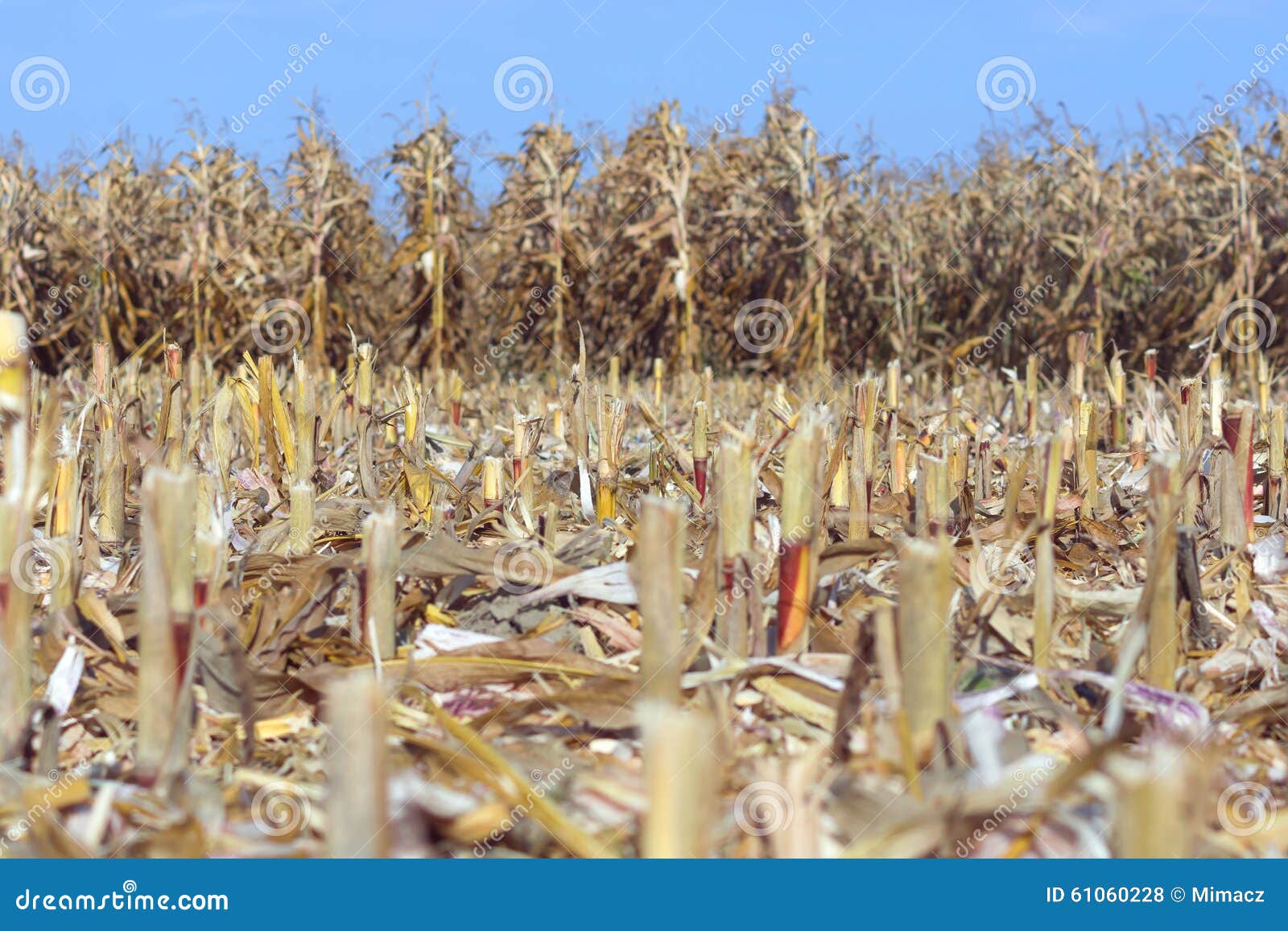 Field of Ripe Corn before Harvest Stock Photo - Image of farming, green ...