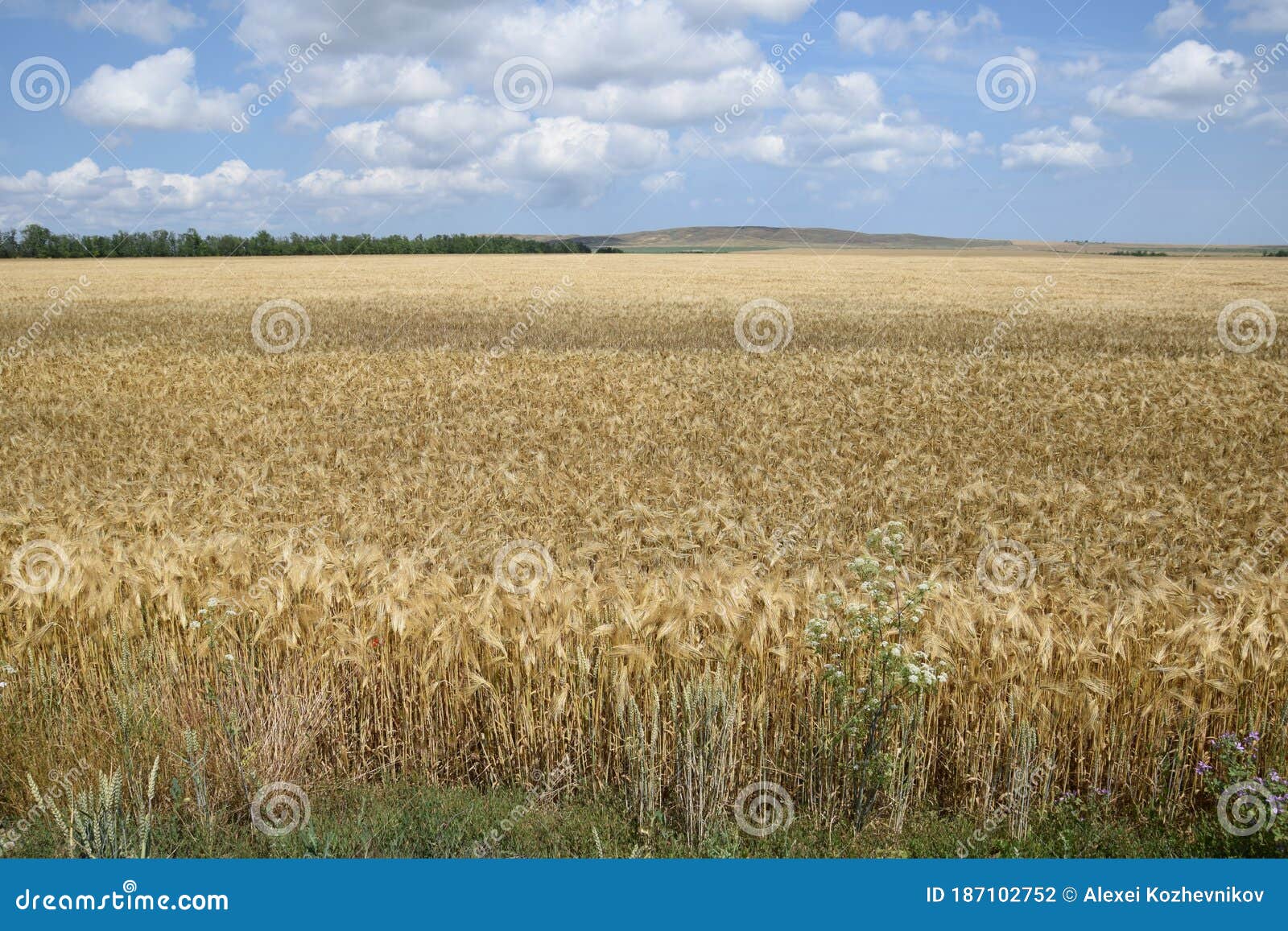 Field of ripe stock photo. Image of yellow, countryside - 187102752