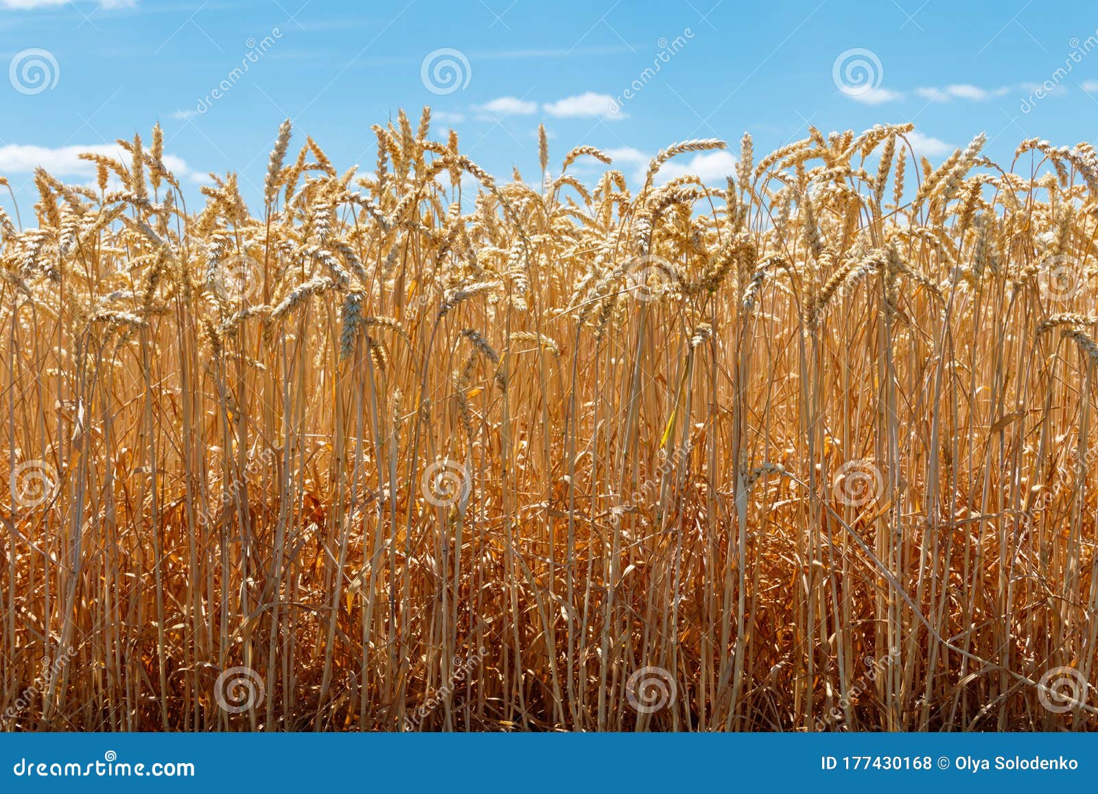Field of ripe golden wheat stock photo. Image of field - 177430168
