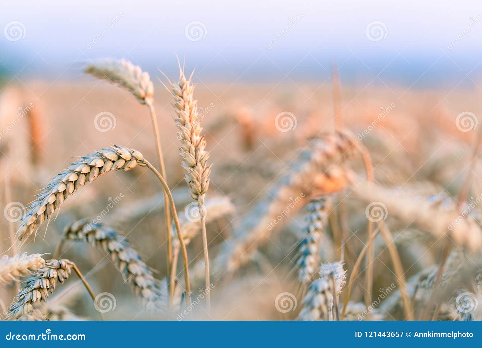 A Field of Ripe Golden Wheat Lit by Warm Sunset Light. Selective Stock ...
