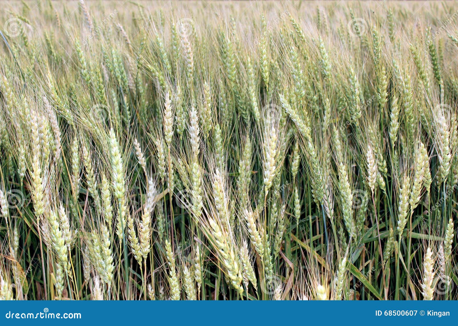 Field of ripe rye stock image. Image of agriculture, growth - 68500607