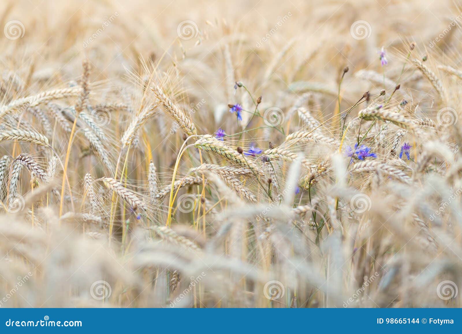 Field of rye stock photo. Image of crop, straw, farm - 98665144