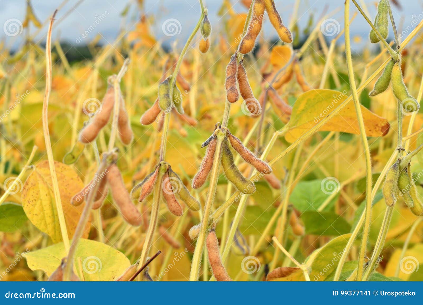 Field of Ripe Soybean Plants Stock Image - Image of land, field: 99377141