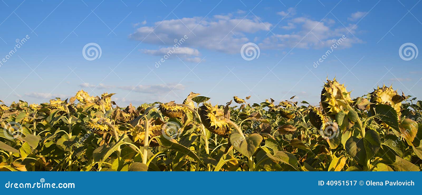Field of ripe sunflowers stock image. Image of light - 40951517
