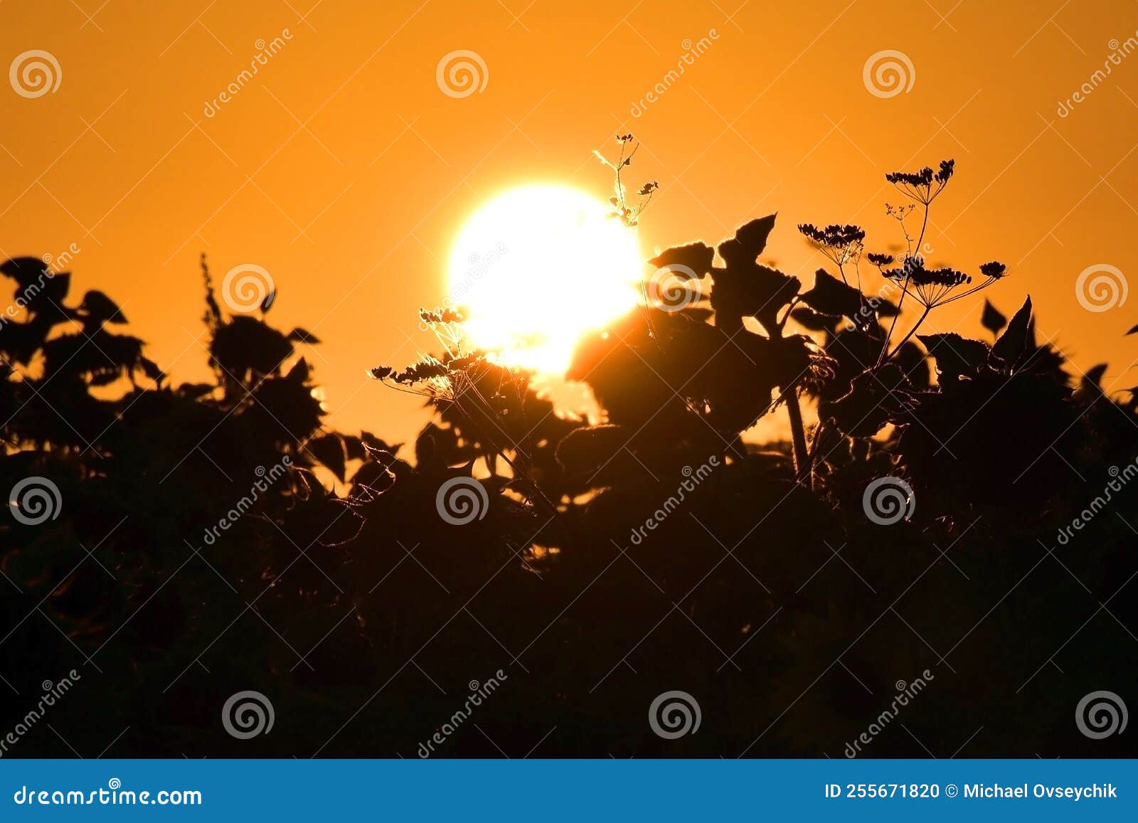 Field of Ripe Sunflowers at Sunset Stock Photo - Image of sunflower ...
