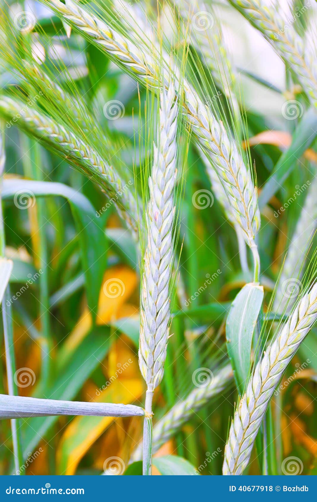 Field of Ripe Triticale Ears Stock Photo - Image of crop, nature: 40677918