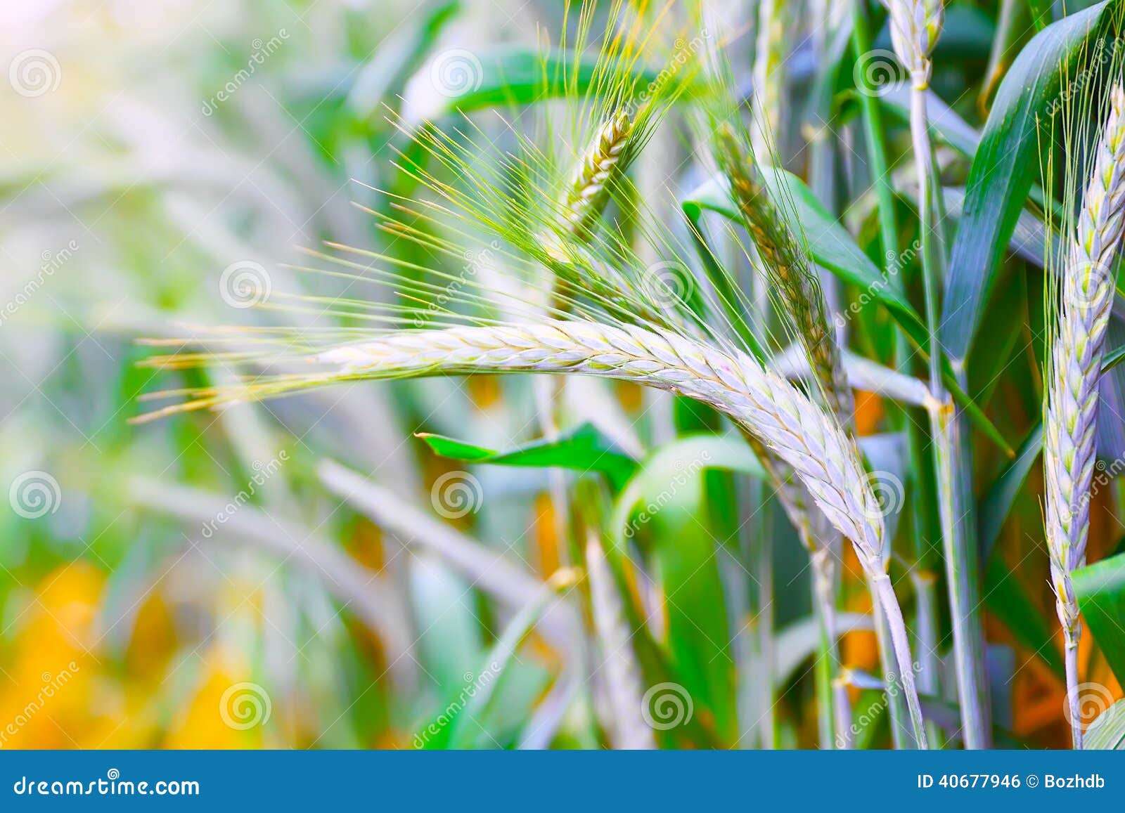 Field of Ripe Triticale Ears Stock Photo - Image of morning, healthy ...