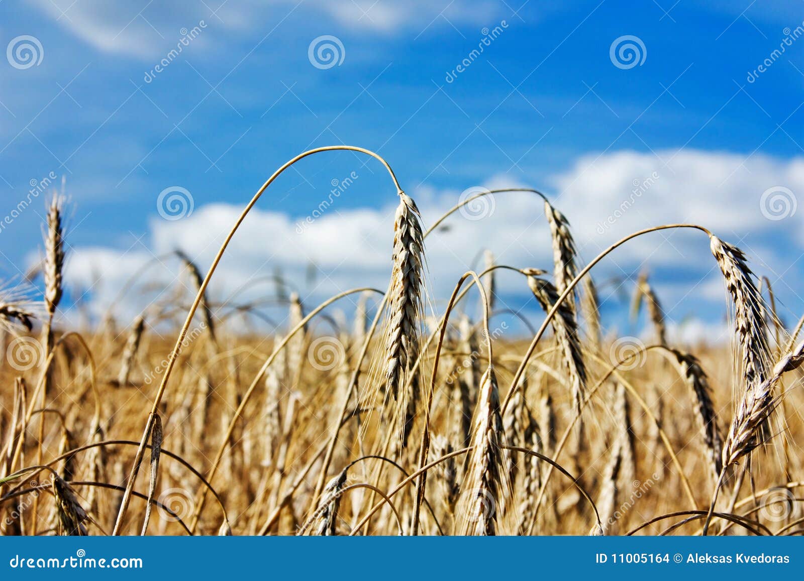 Field of ripe wheat stock photo. Image of plant, corn - 11005164