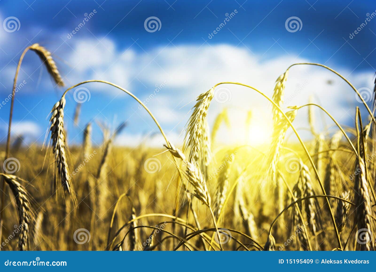 Field of ripe wheat stock image. Image of season, close - 15195409