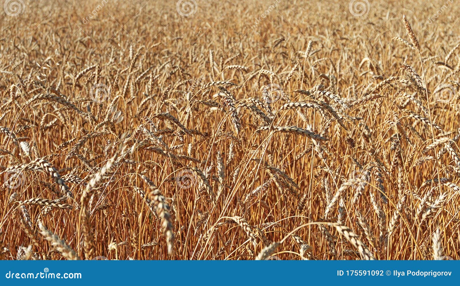 Field of ripe wheat stock photo. Image of landscape - 175591092