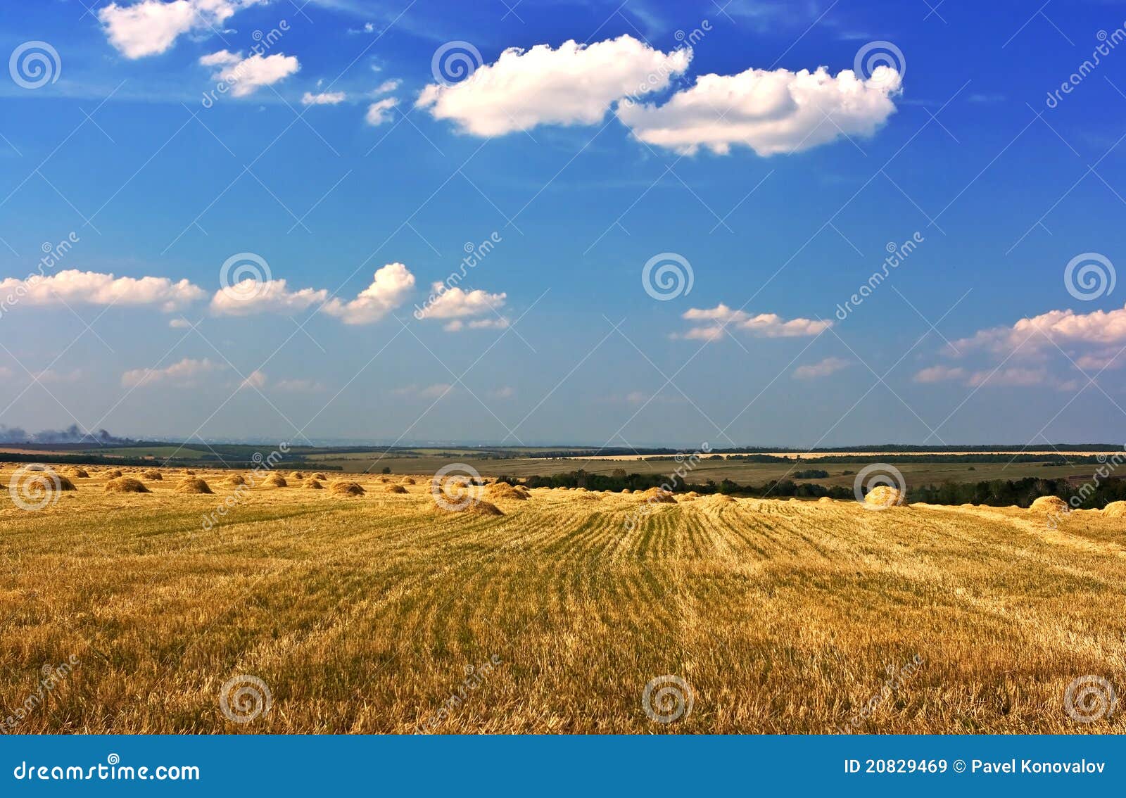 Field of ripe wheat stock image. Image of meal, field - 20829469