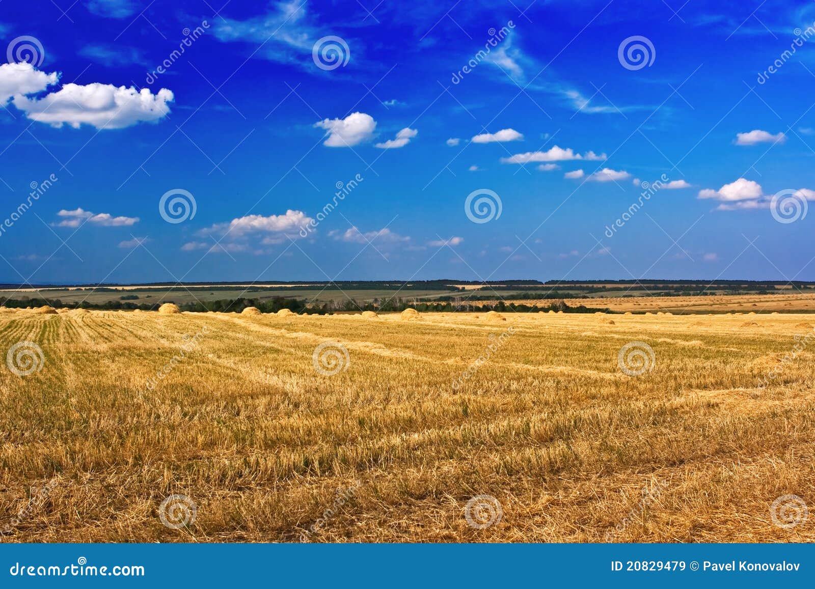 Field of ripe wheat stock image. Image of farmland, field - 20829479