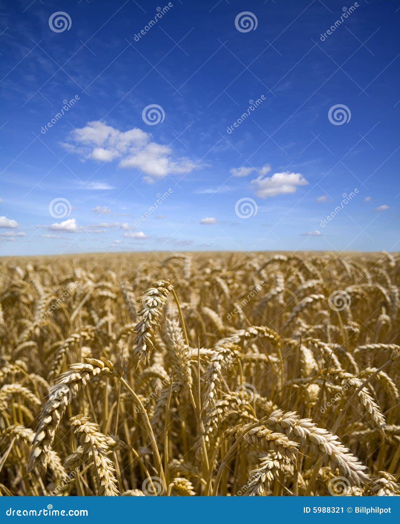 Field of Ripe Wheat stock image. Image of growth, green - 5988321