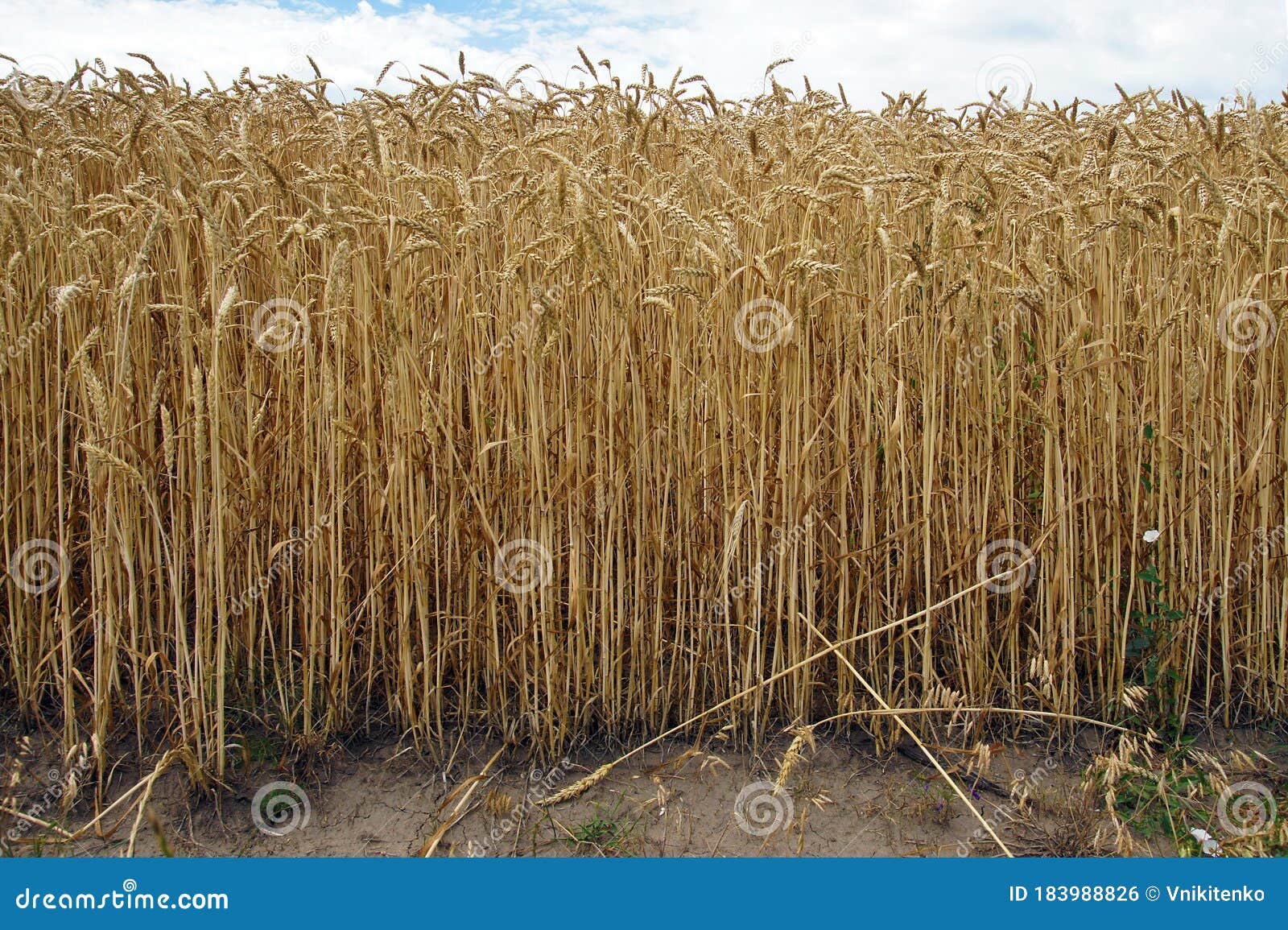 Field of ripe wheat stock photo. Image of field, gold - 183988826