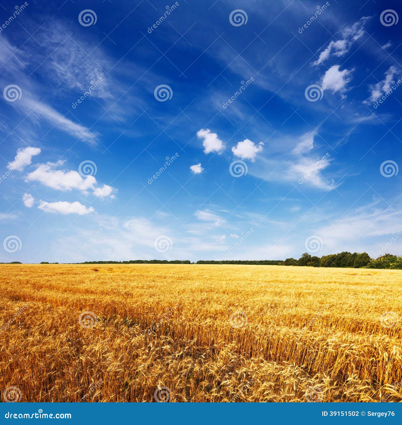 Wheat And The Blue Sky Background Royalty-Free Stock Photography ...