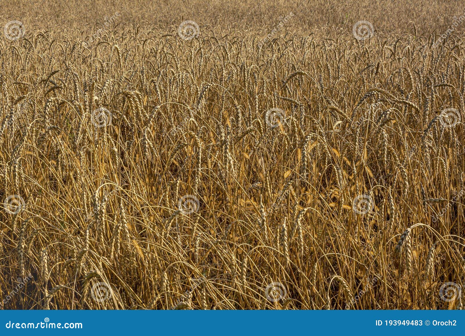 Field of ripe wheat stock image. Image of harvesting - 193949483