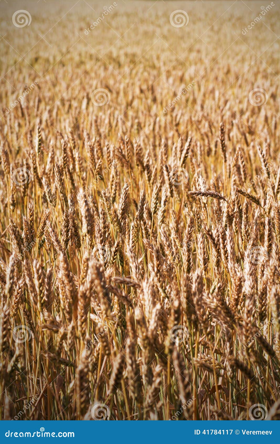 Field of ripe wheat stock image. Image of chaotic, nature - 41784117