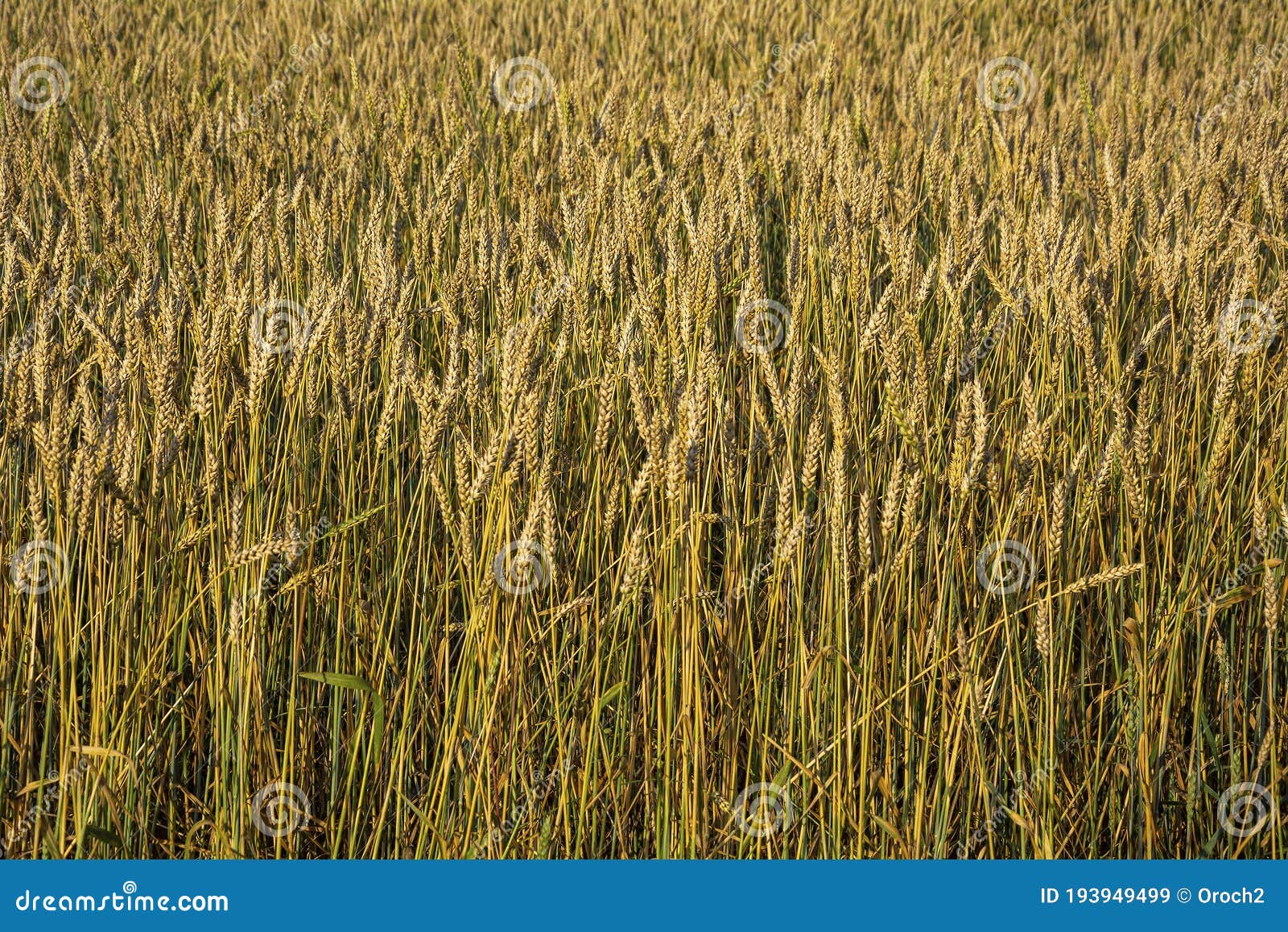 Field of ripe wheat stock image. Image of land, beauty - 193949499