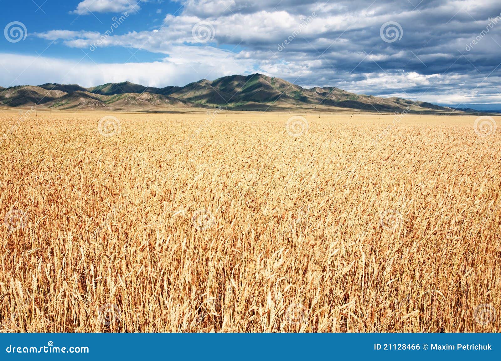 Field of Ripe Wheat and Mountains Stock Photo - Image of agriculture ...