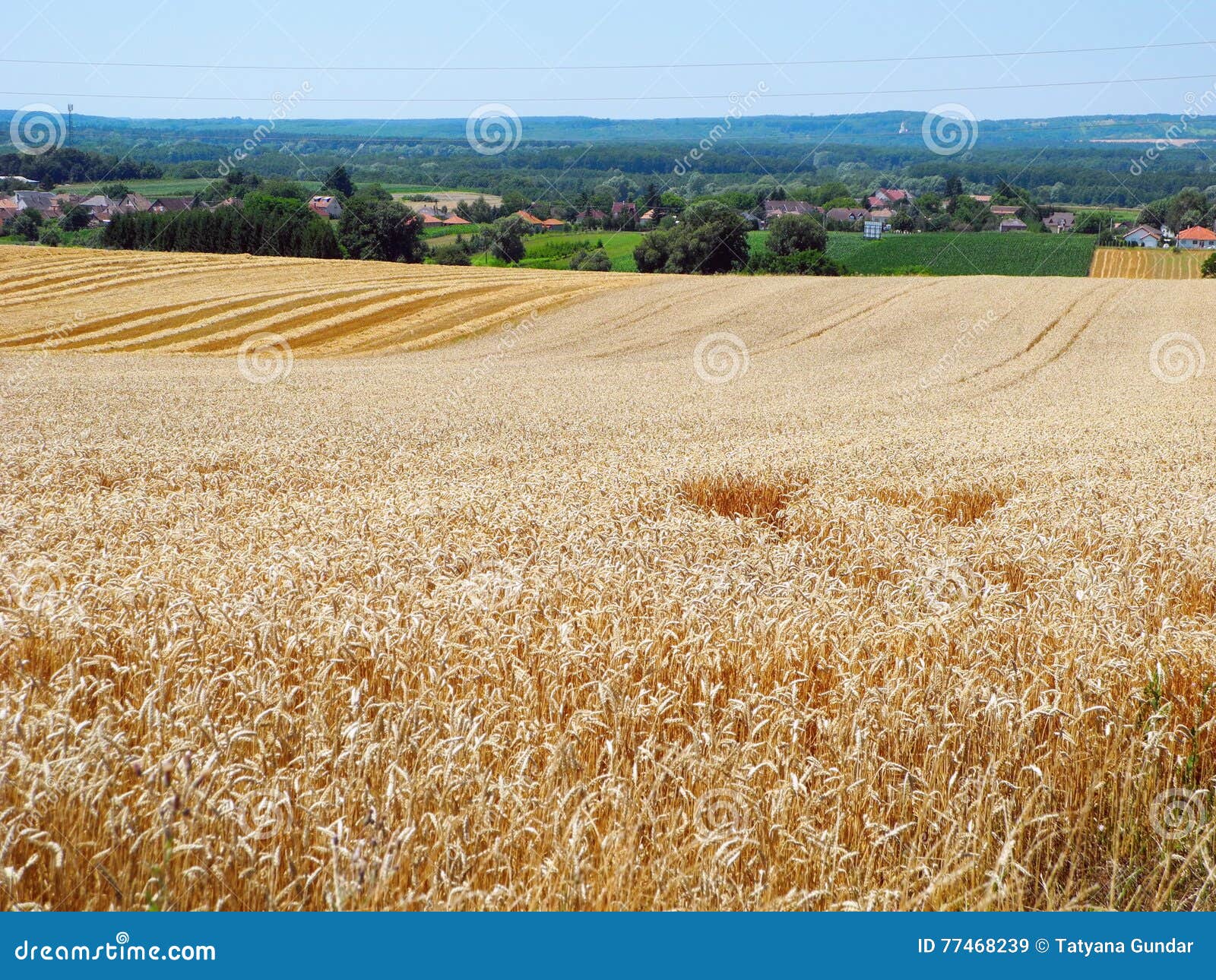 Field of ripe wheat. stock image. Image of harvest, ellow - 77468239
