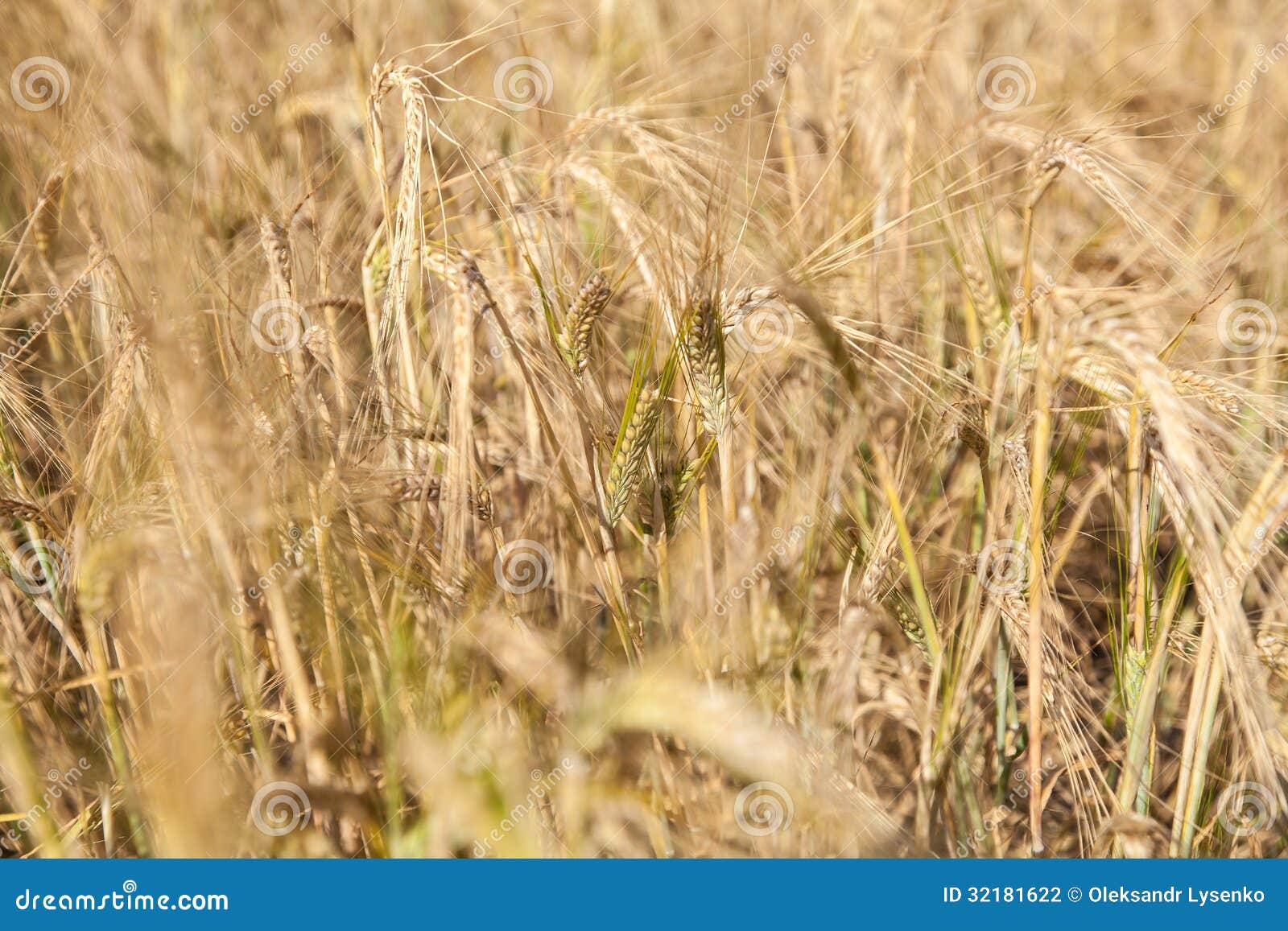 Field of ripe wheat stock photo. Image of environment - 32181622