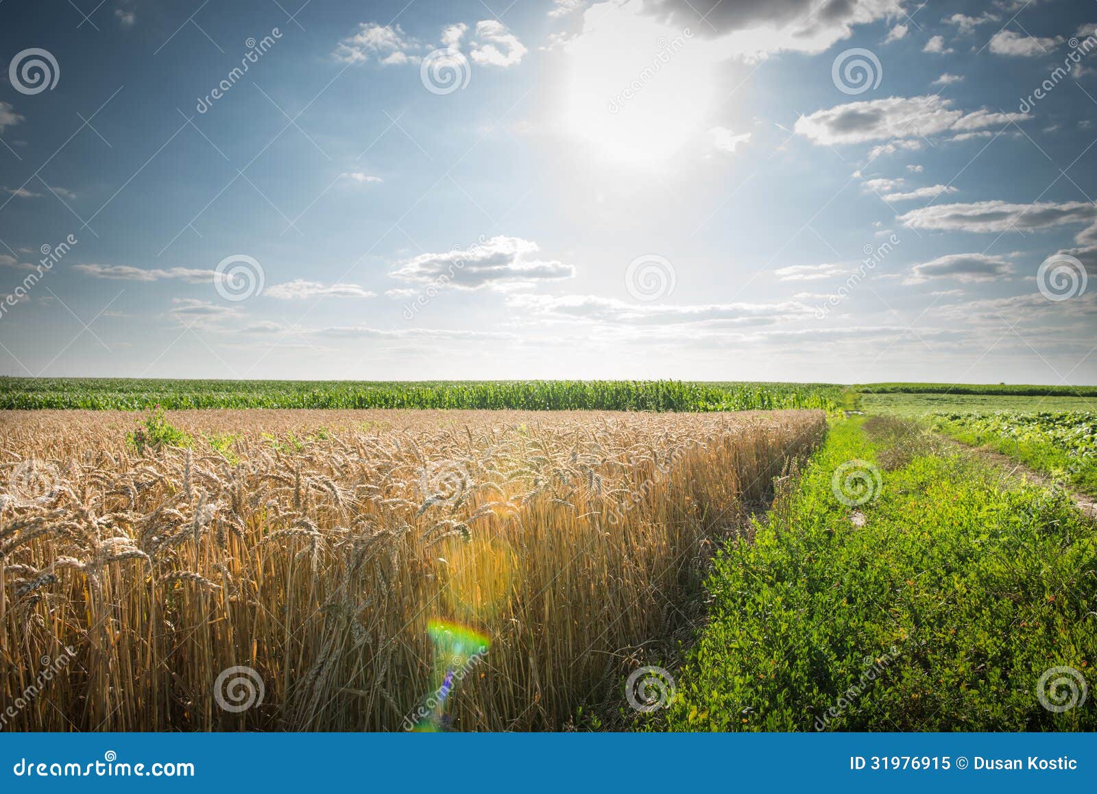 Field of ripe wheat stock image. Image of grain, farming - 31976915