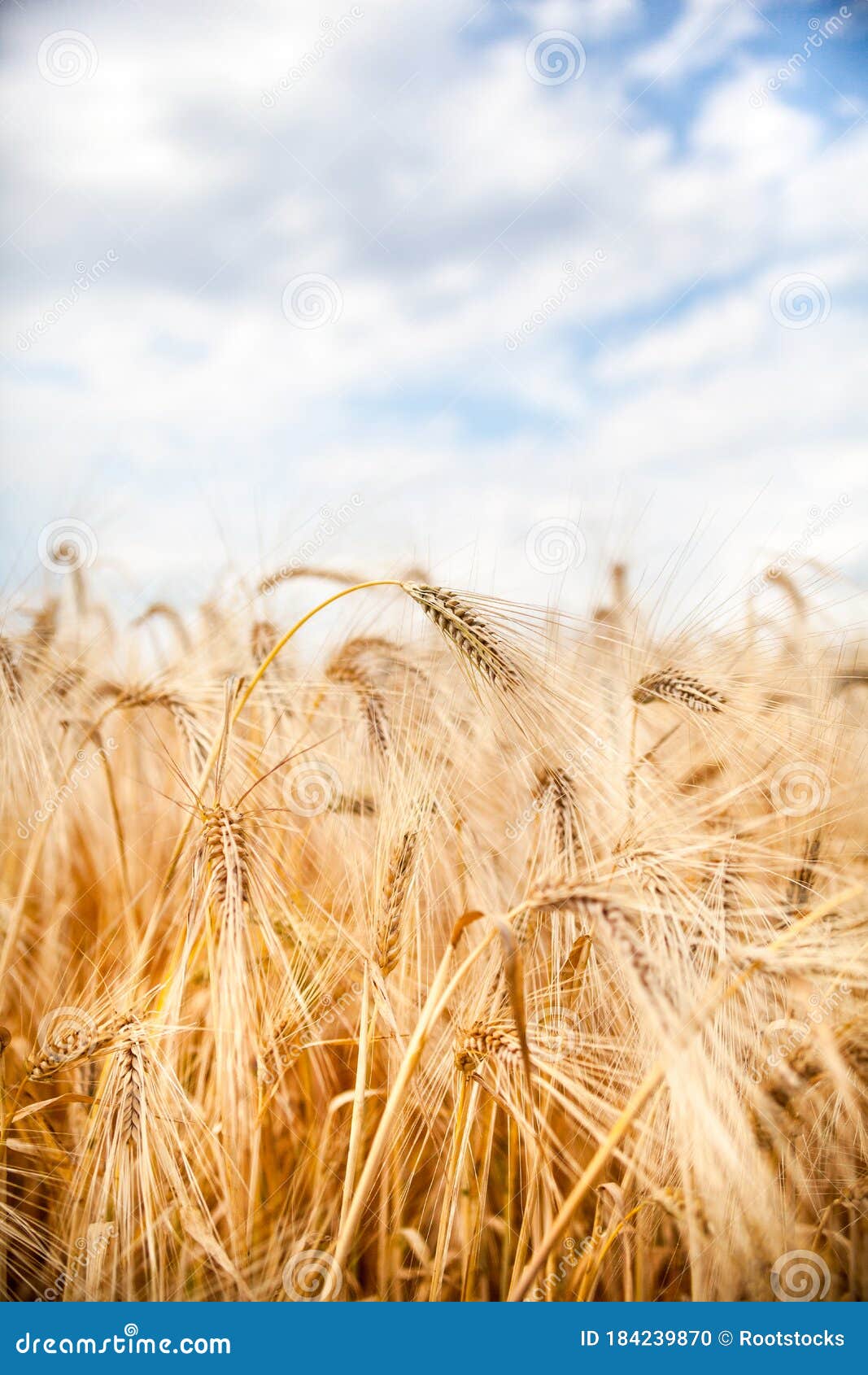 Field of ripe wheat stock photo. Image of botanical - 184239870