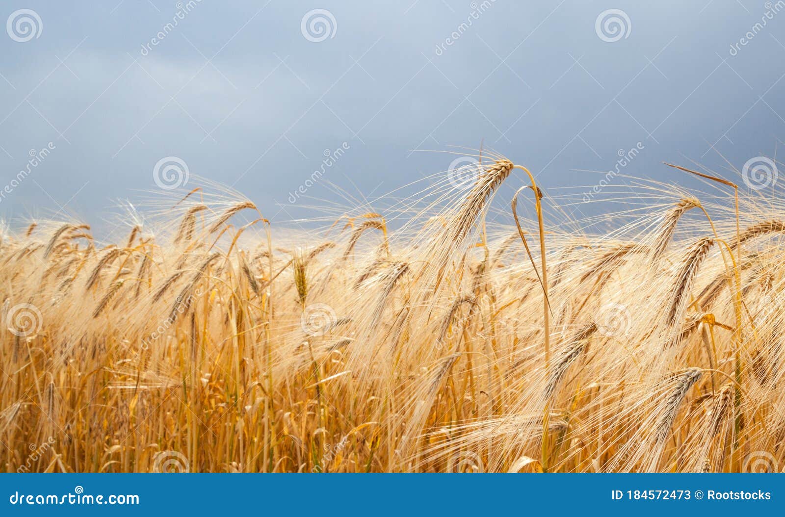 Field of ripe wheat stock image. Image of agronomy, botanical - 184572473