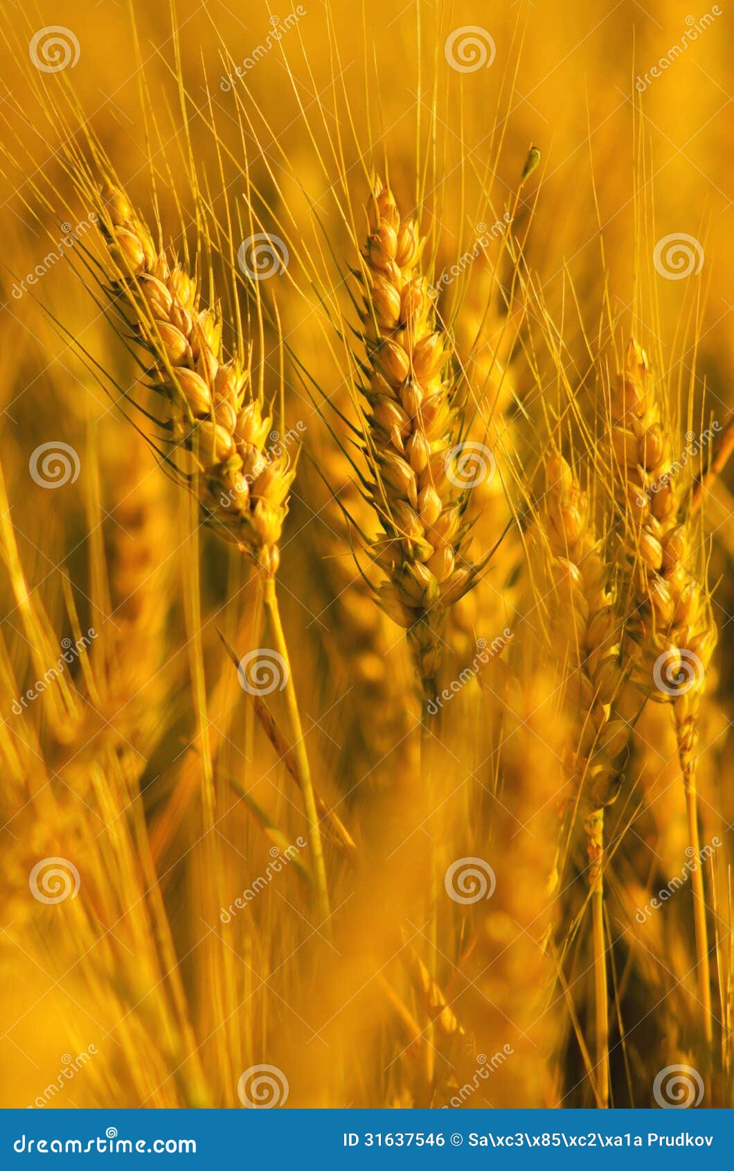 Field of ripe wheat stock photo. Image of sunlight, growing - 31637546
