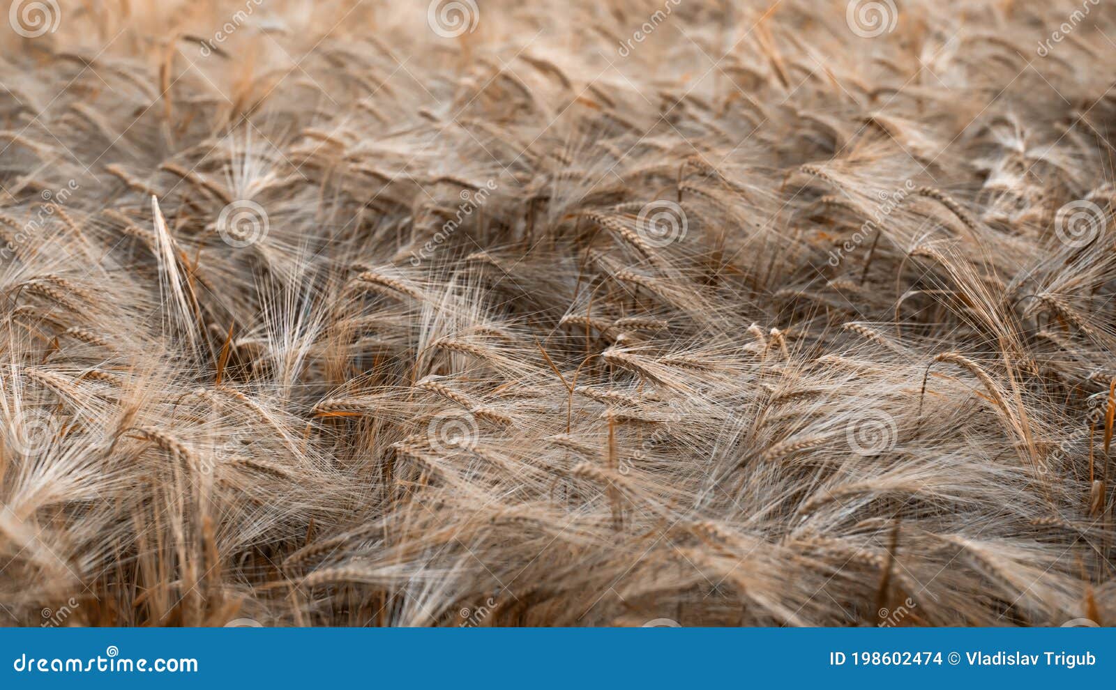 Field of Ripened Yellow Barley. Stock Photo - Image of abstract, grass ...