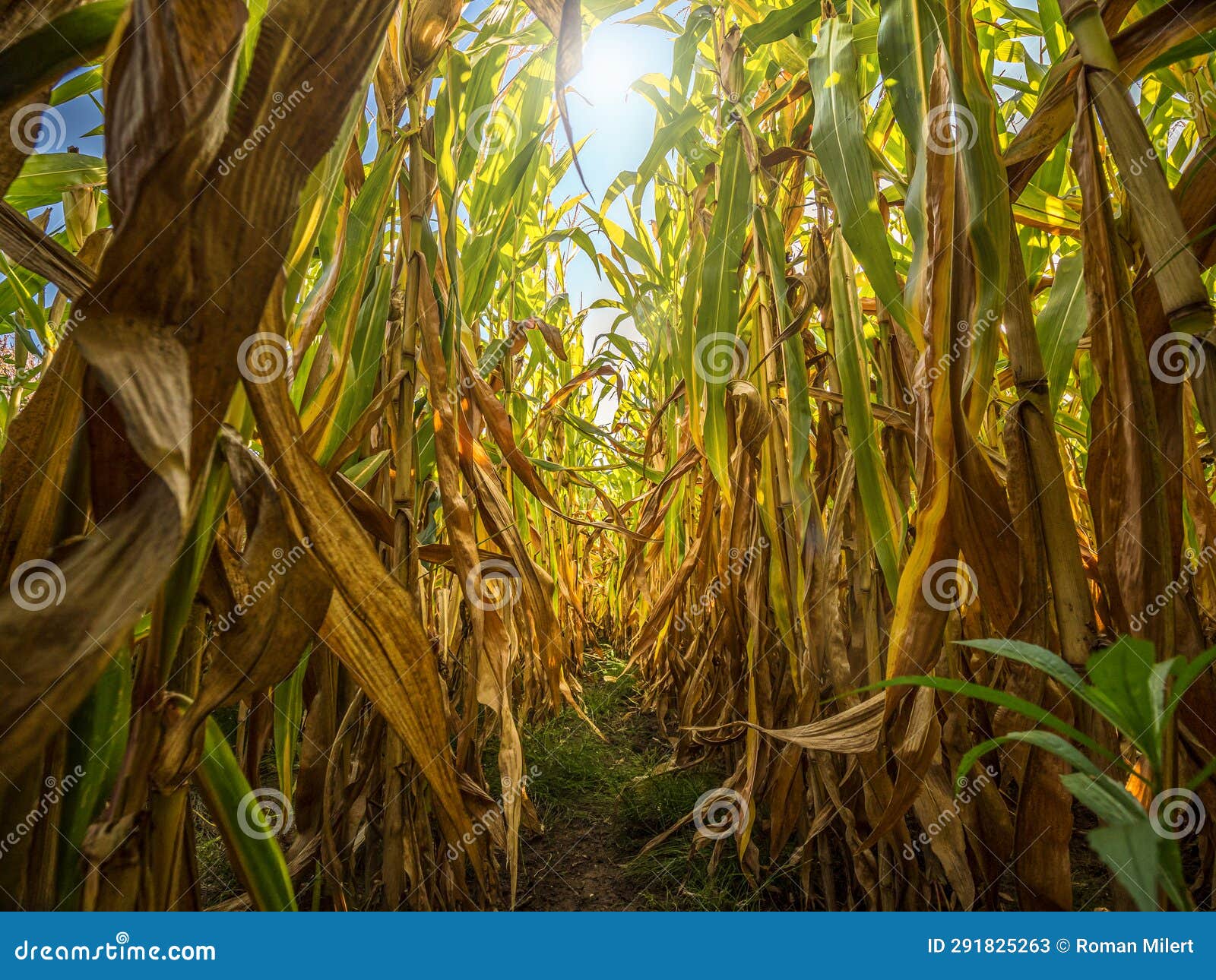 Field of Ripening Sweet Corn Stock Image - Image of farming, farmland ...