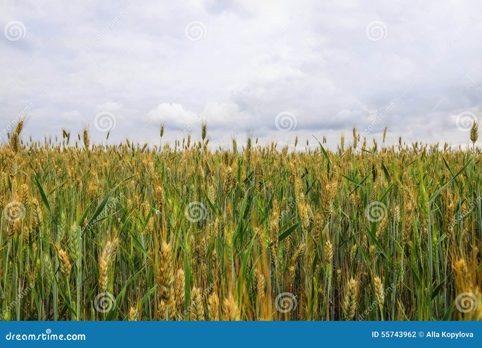 Field with Riping Wheat and Overcast Sky Stock Photo - Image of empty ...