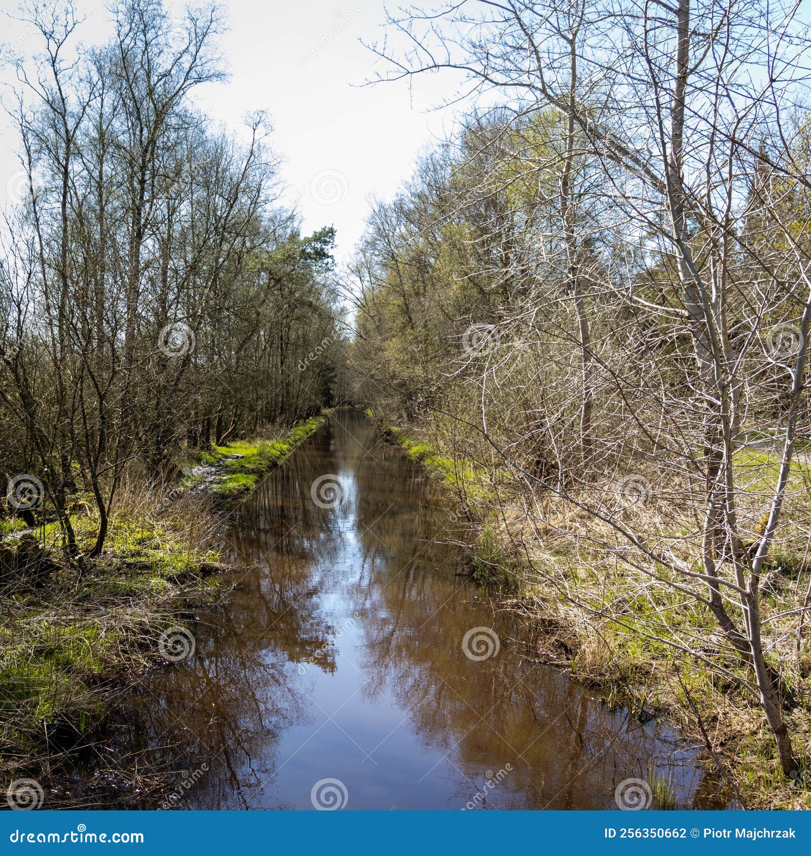 The beginning of spring stock photo. Image of flower - 256350662