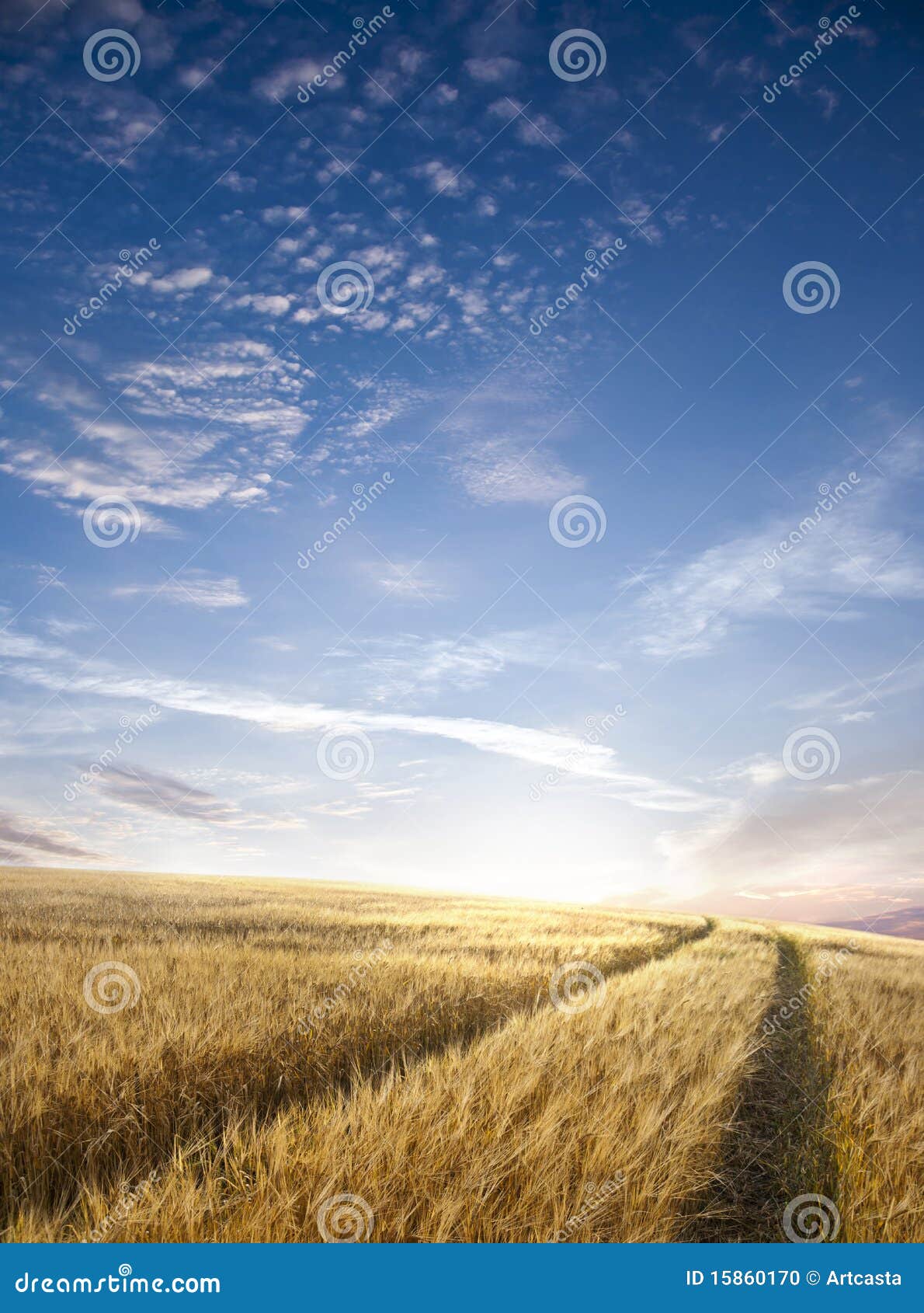 Field road stock photo. Image of grow, golden, corn, green - 15860170