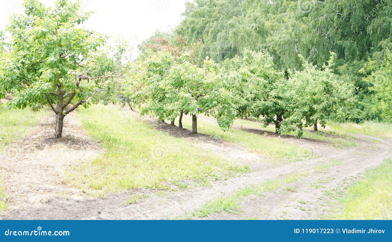 A Field Road Along the Orchard Stock Image - Image of grass, flora ...