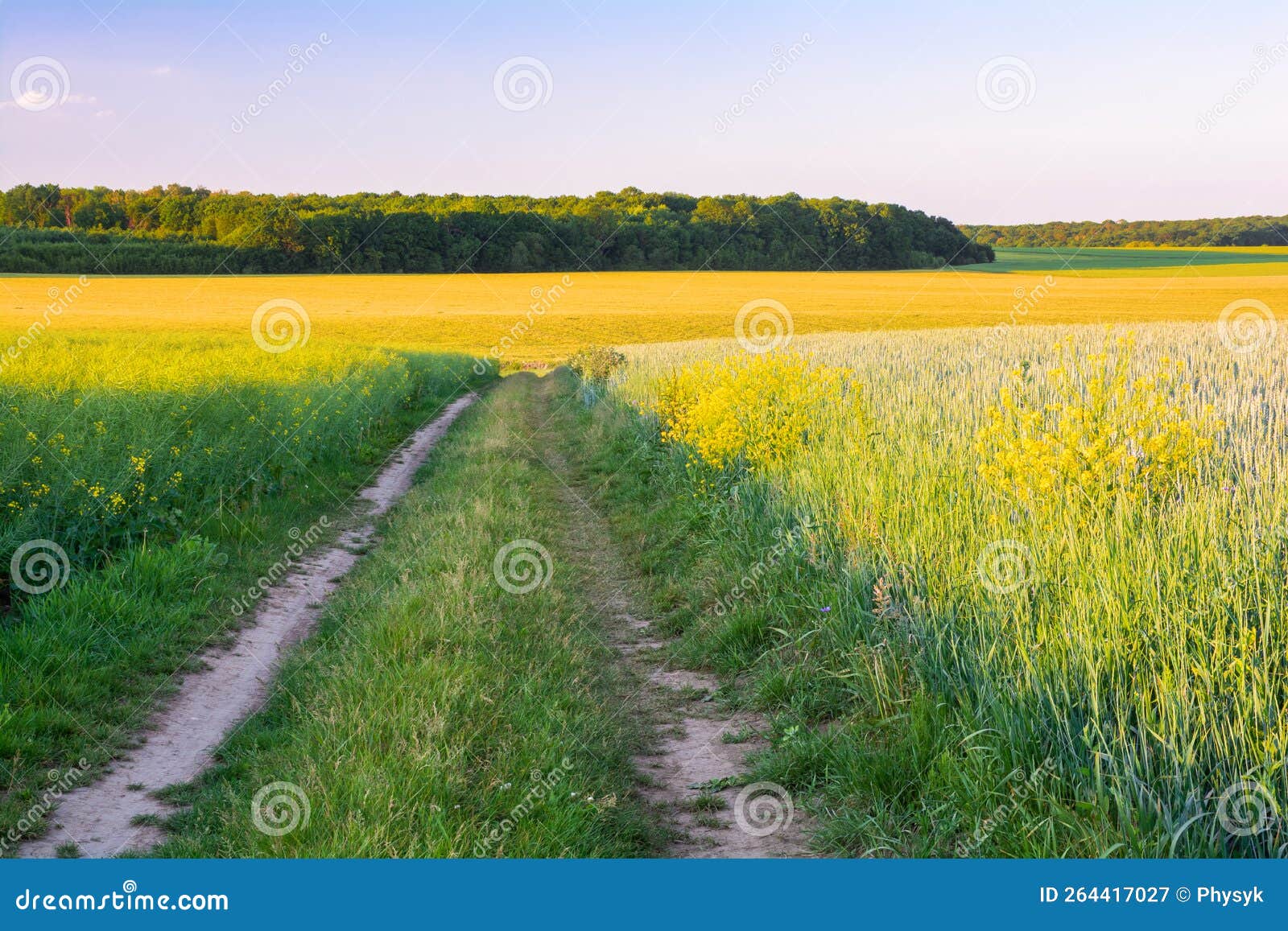 Field Road between Fields of Agricultural Crops Stock Image - Image of ...