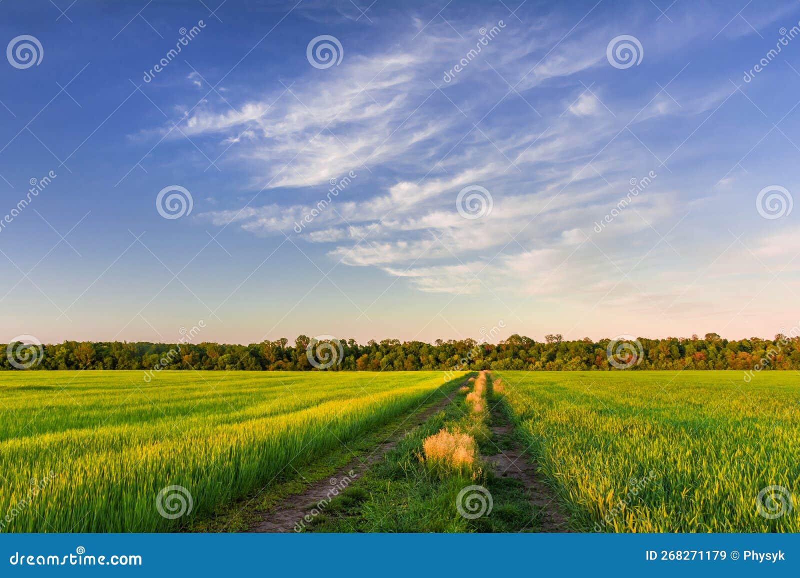 Field Road between Fields of Agricultural Crops Stock Image - Image of ...