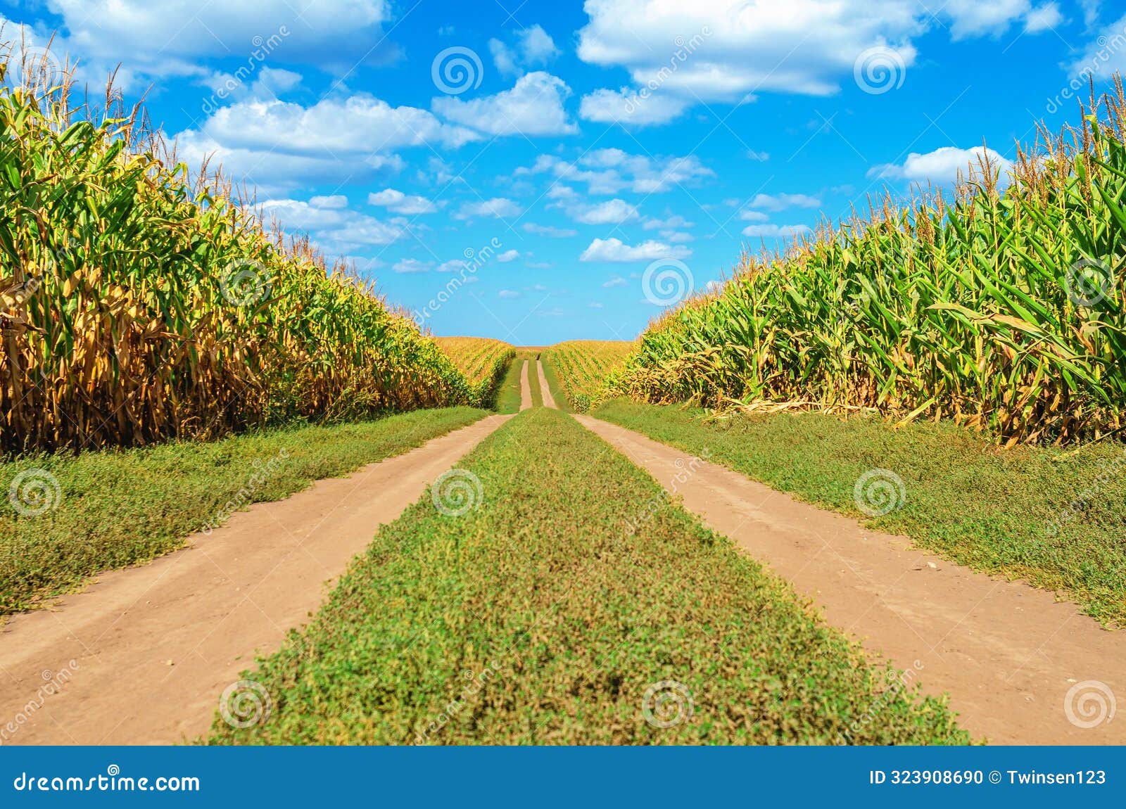 Field Road that Goes into Distance between Corn Fields Stock Photo ...