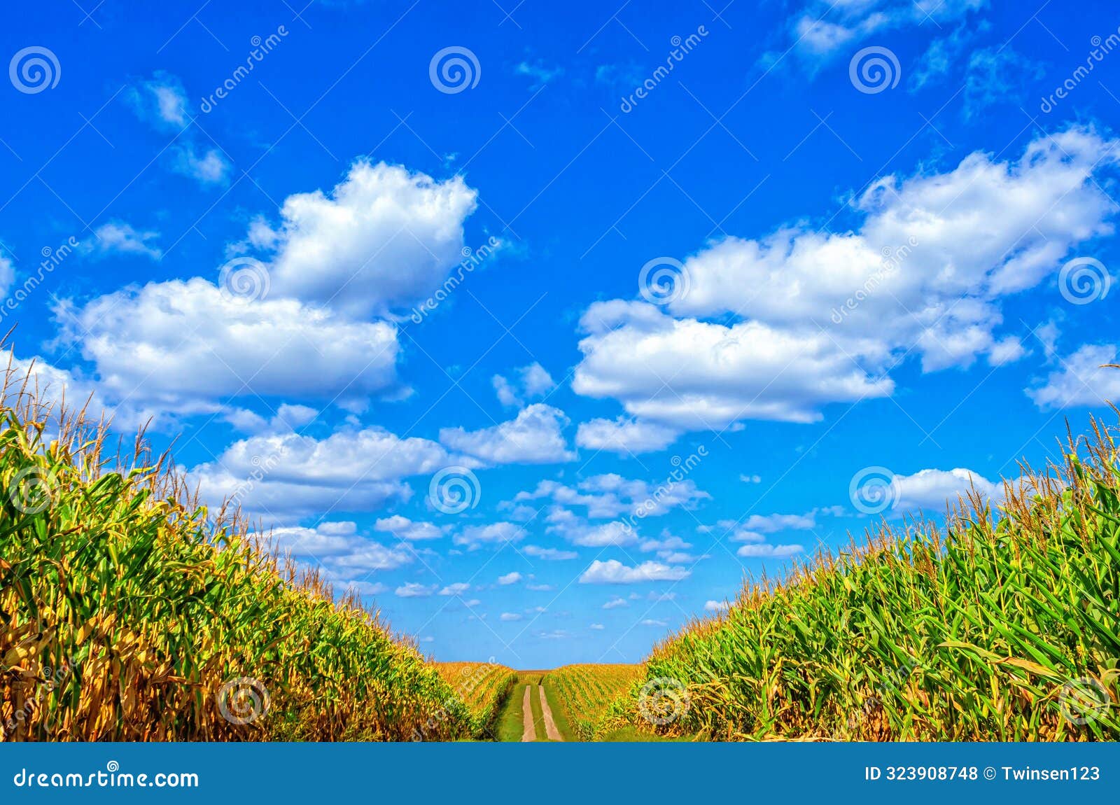 Field Road that Goes into Distance between Corn Fields Stock Photo ...