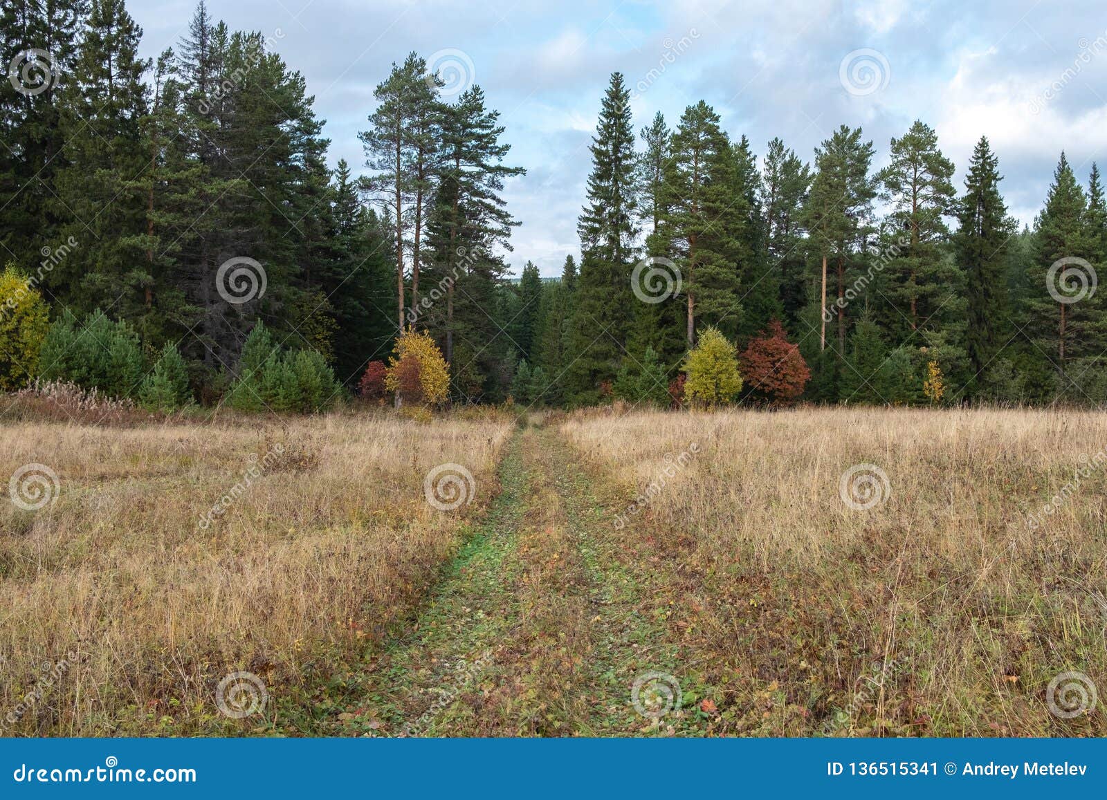 Field Road Going into the Forest Stock Image - Image of beauty, forest ...