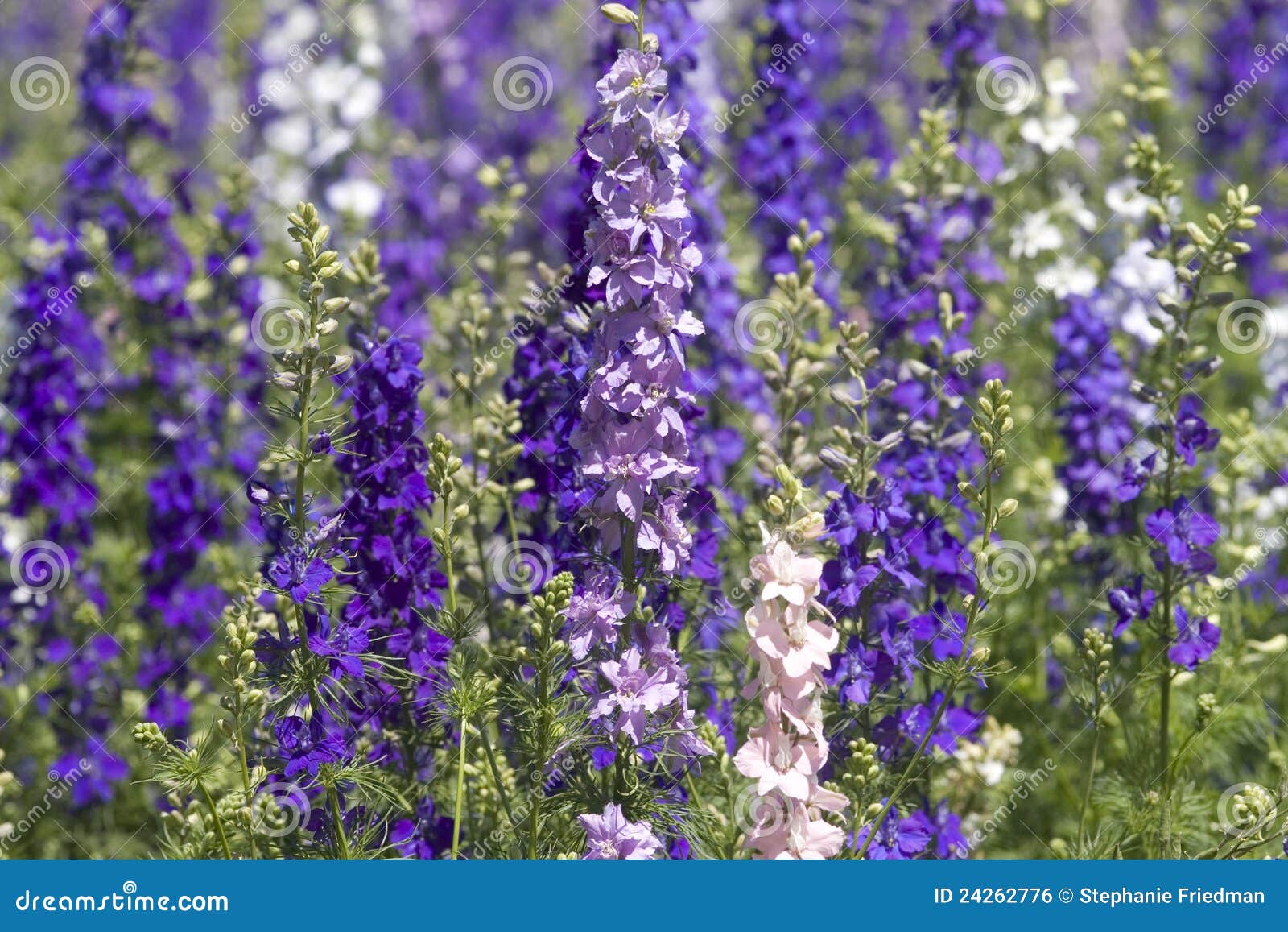 Field of Rocket Larkspur stock photo. Image of spike - 24262776