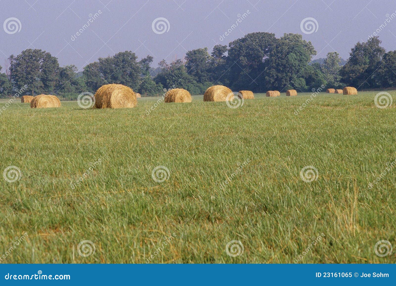 Field with rolled hay stock image. Image of country, bale - 23161065