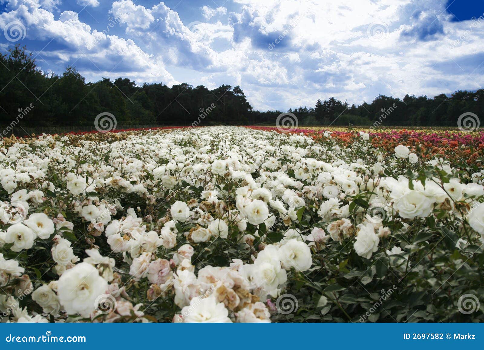 Field of roses stock photo. Image of backgrounds, farmer - 2697582