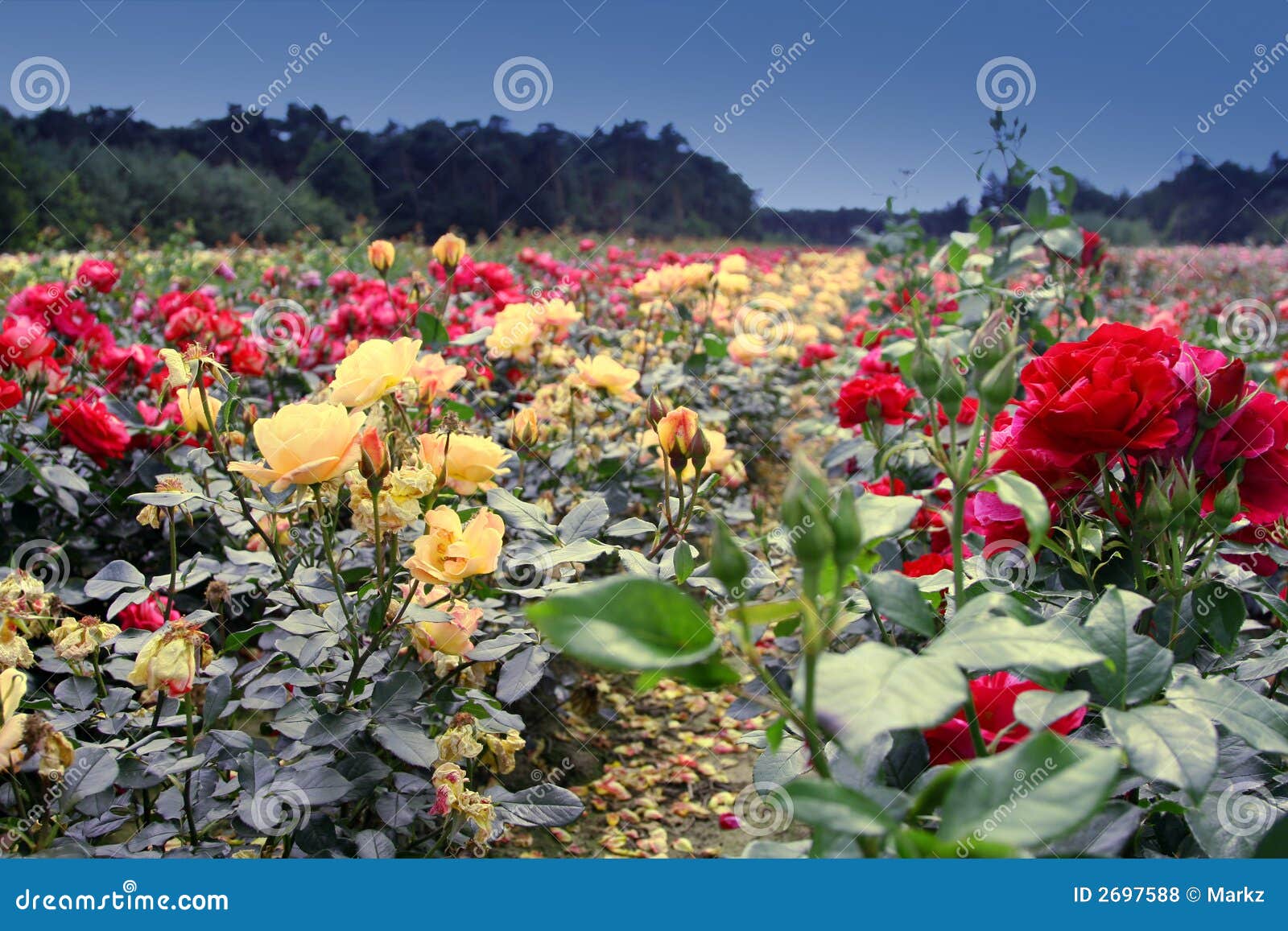 Field Of Roses Royalty Free Stock Photos - Image: 2697588