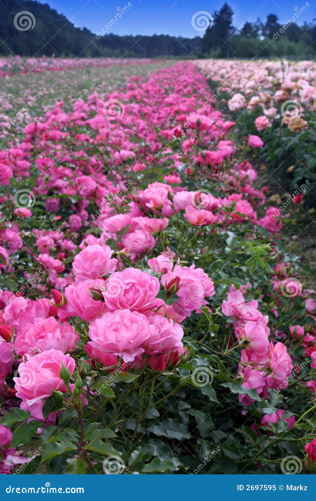 Field of roses stock image. Image of decoration, grow - 2697595