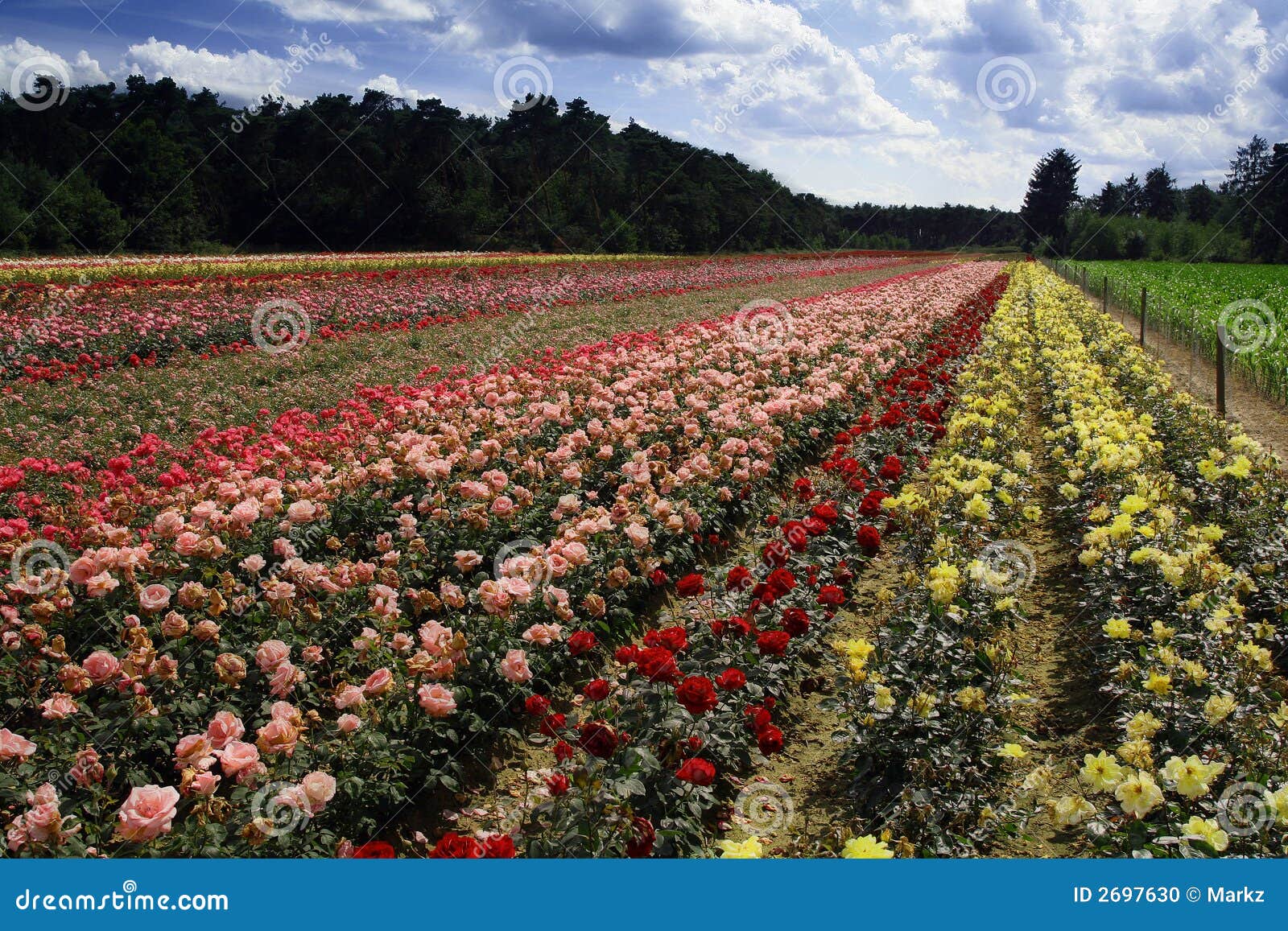 Field of roses stock photo. Image of blue, floral, evergreen - 2697630