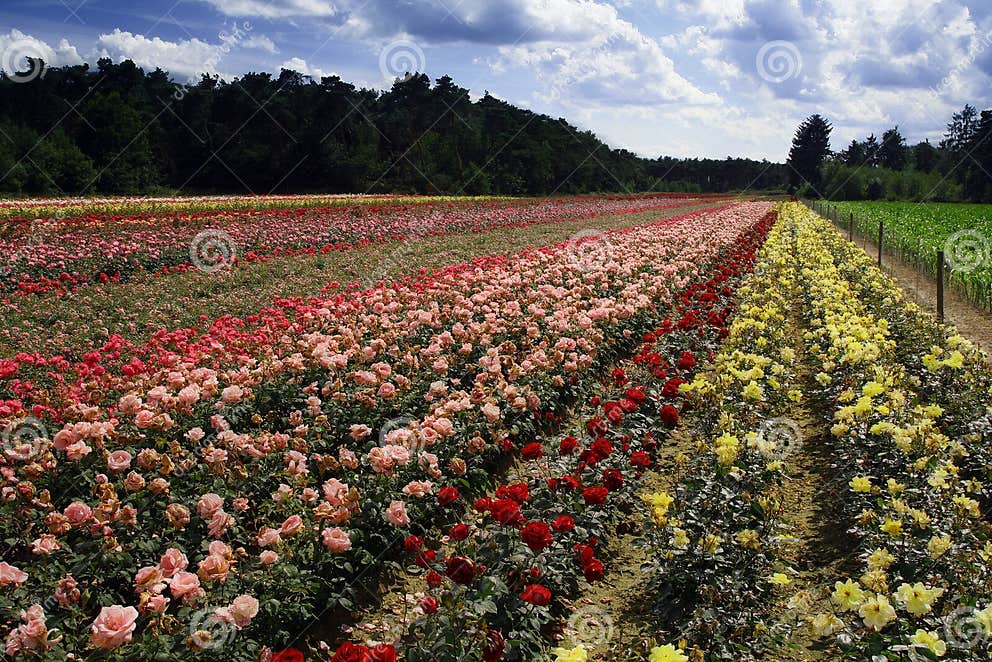 Field of roses stock photo. Image of blue, floral, evergreen - 2697630